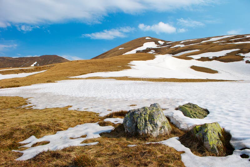 First days of spring stock photo. Image of dusk, plant - 56064286