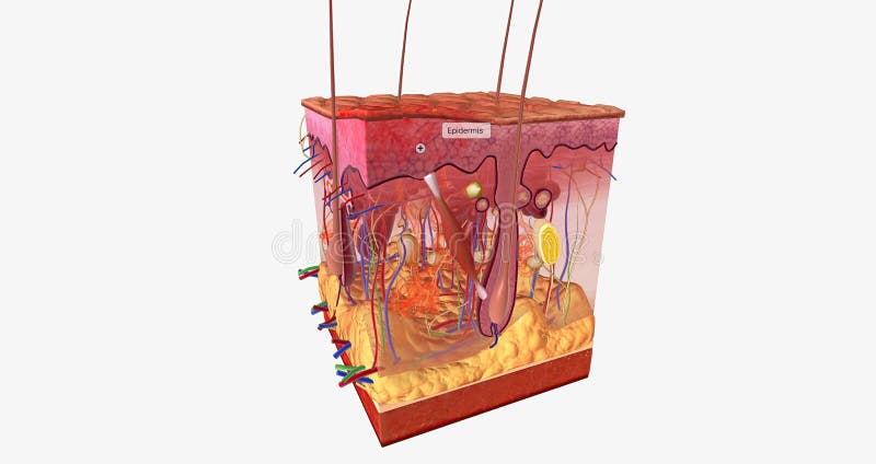 A First Degree Burn is the Most Common, and One of the Most Common ...