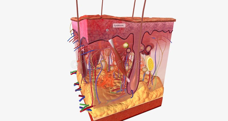 A First Degree Burn is the Most Common, and One of the Most Common ...