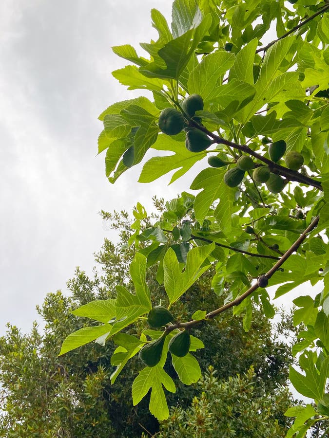 First Delicate Figs on a Fig Tree, Spring Time Stock Image - Image of ...