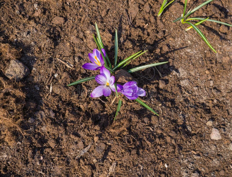 The First, Delicate Purple Crocus Flowers in Early Spring Stock Photo ...