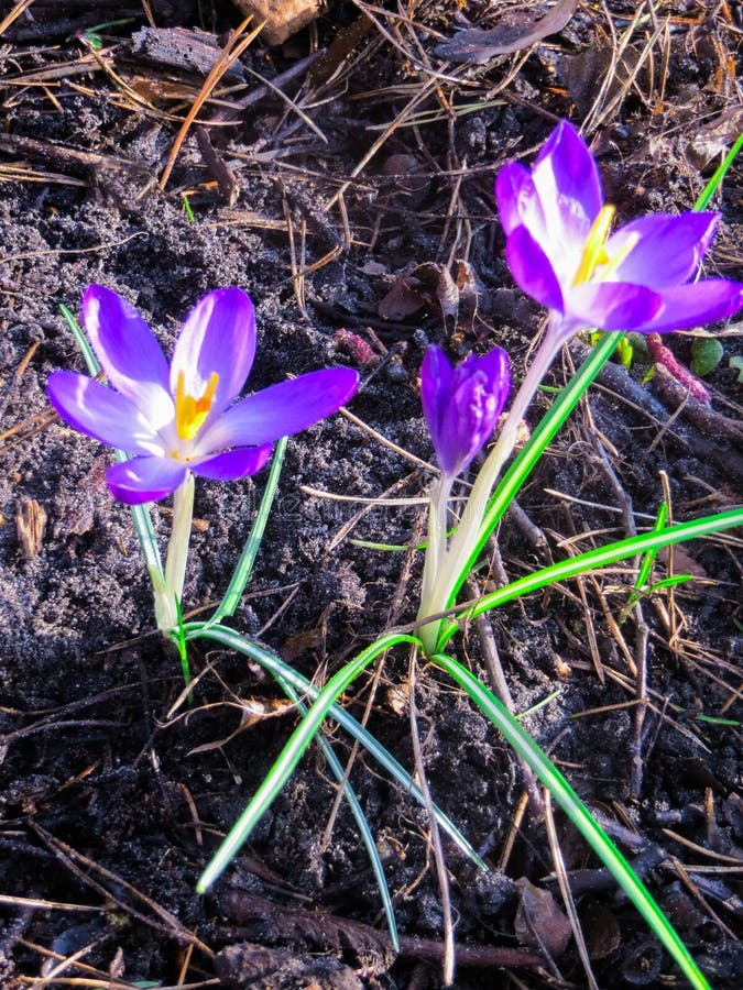 The First, Delicate Purple Crocus Flowers in Early Spring Stock Photo ...