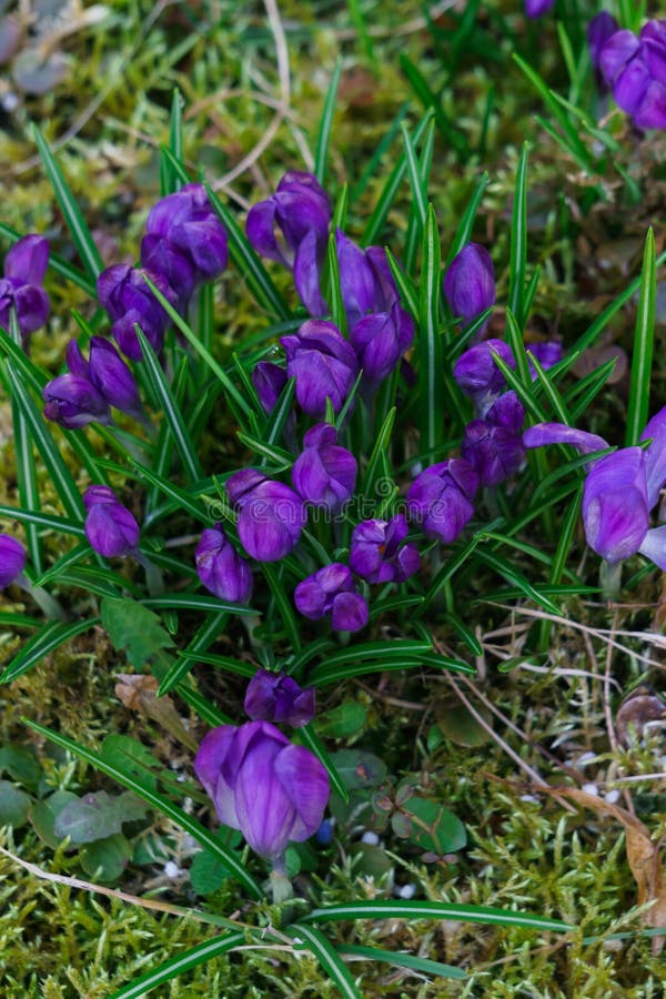 The First, Delicate Purple Crocus Flowers in Early Spring Stock Image ...