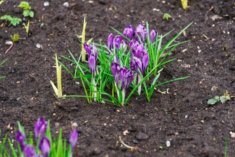 The First, Delicate Purple Crocus Flowers in Early Spring Stock Photo ...