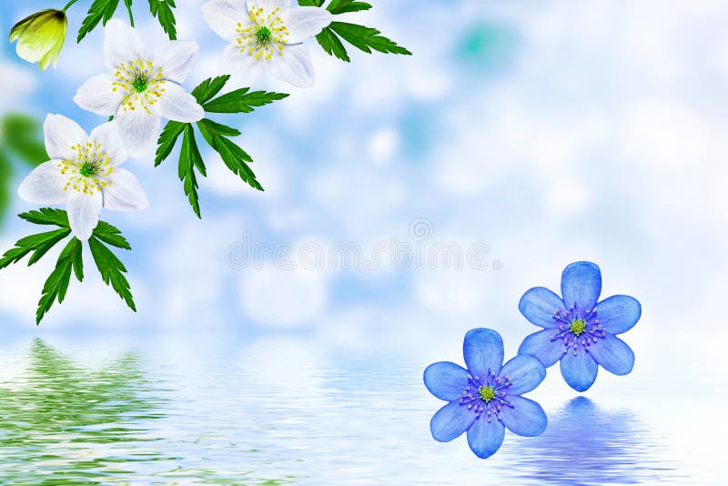 Delicate Spring Flower Snowdrop Stock Image - Image of flower ...