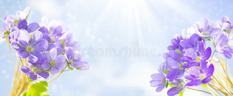 The First Delicate Spring Flower Snowdrop Stock Photo - Image of field ...