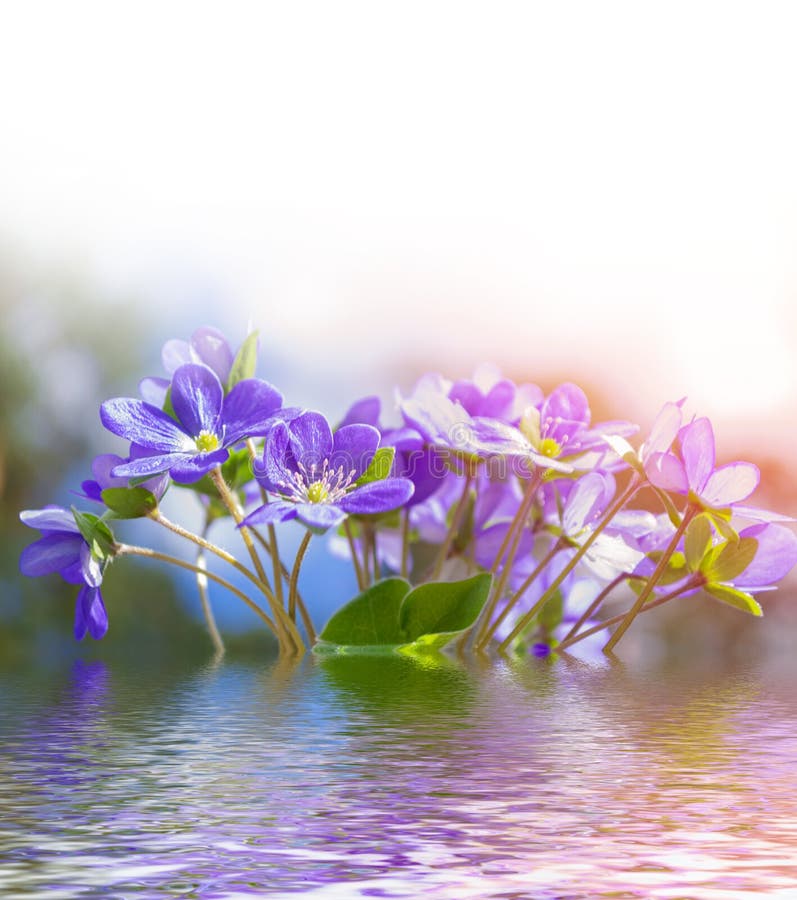 The First Delicate Spring Flower Snowdrop Stock Photo - Image of group ...