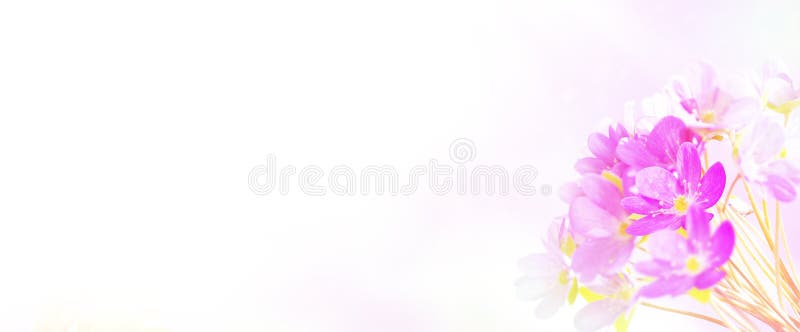 The First Delicate Spring Flower Snowdrop Stock Illustration ...