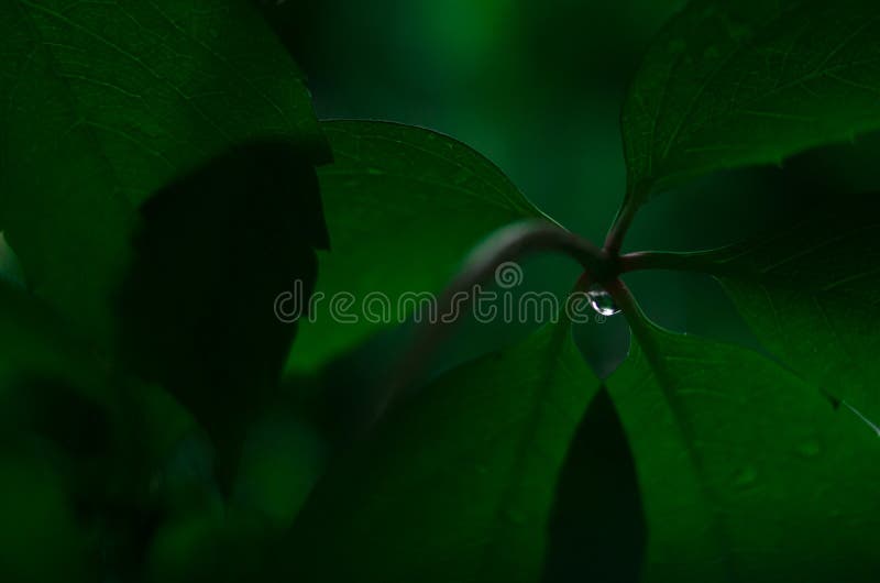 The first drop of rain stock photo. Image of summer - 141560708