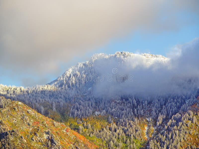 First Dusting of Snow stock photo. Image of forest, dusting - 42313166
