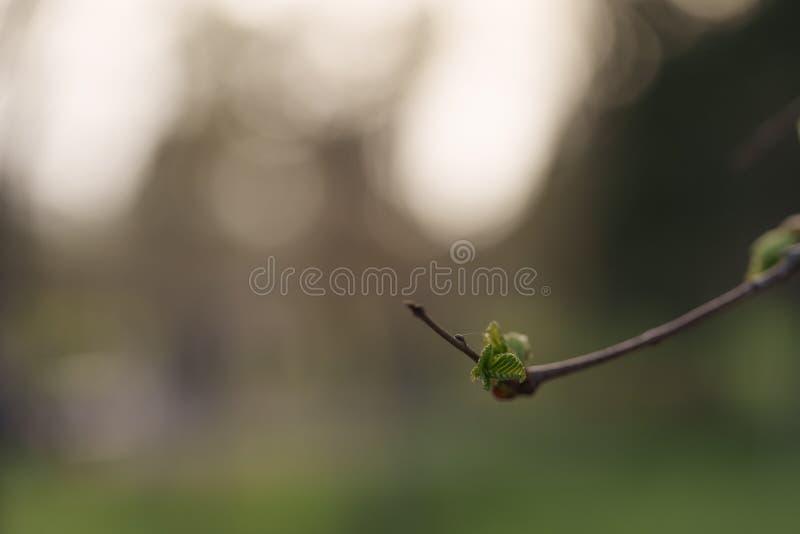 First Elm Leaves in Spring Closeup Stock Image - Image of twig, garden ...