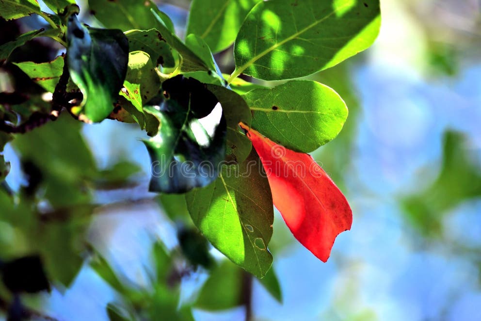 First fall leaf stock photo. Image of autumn, blue, green - 76241390