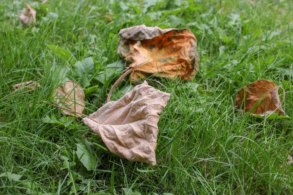 First Fall Leaves on the Grass Stock Image - Image of meadow, colour ...