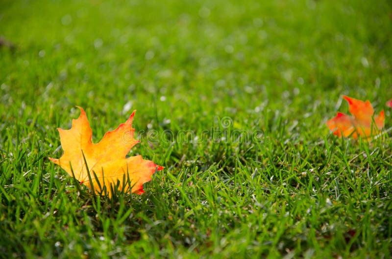 First fall leaves stock image. Image of light, grass - 79574715