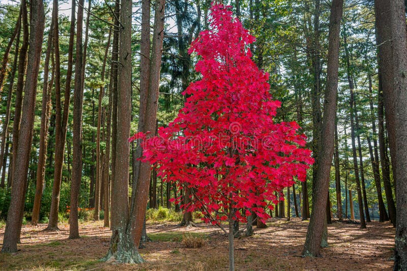 First of Fall stock image. Image of fall, colors, woods - 161765327