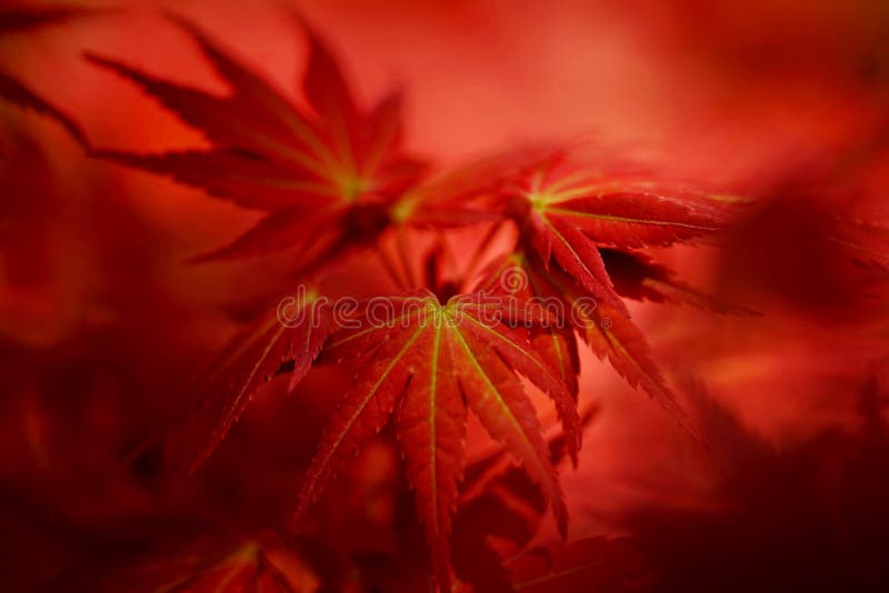 First Flame stock image. Image of fresh, leaves, acer - 221356725