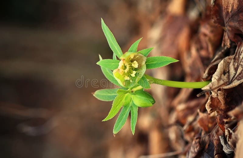The first flower stock photo. Image of flower, green, garden - 8479752