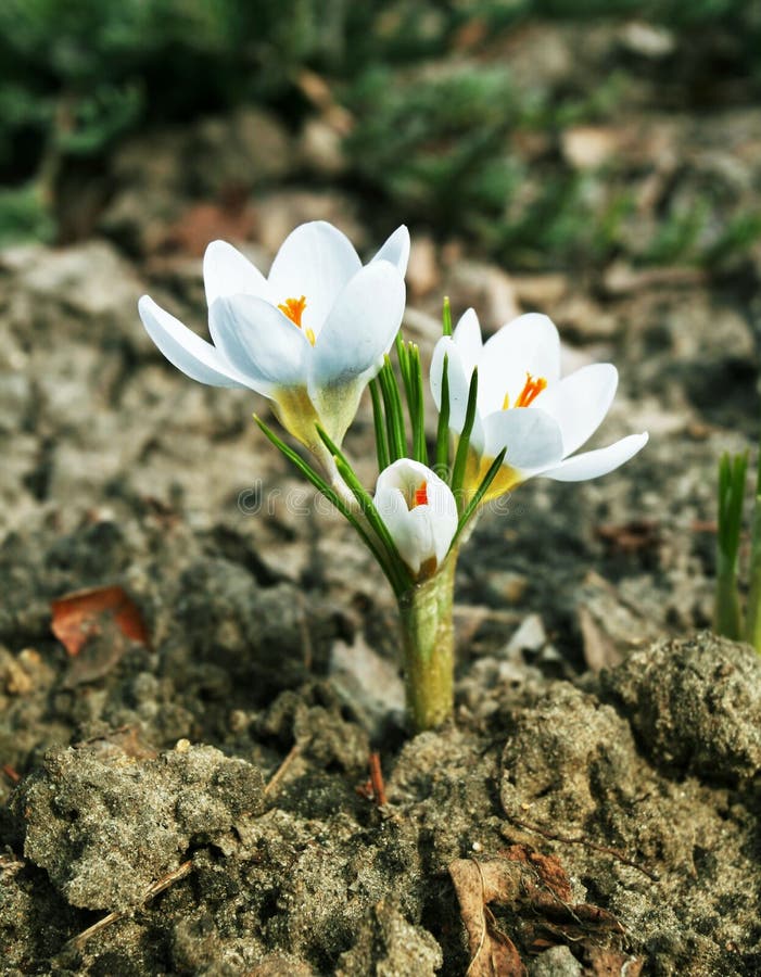 First flower stock photo. Image of small, garden, blossom - 54169410