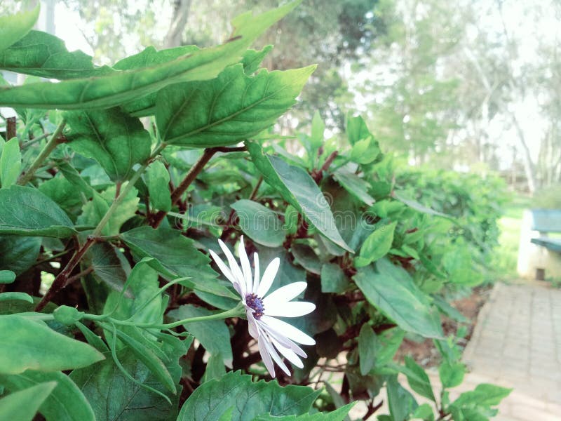 First Flower of Its Kind, Greatshot Stock Photo - Image of kind ...