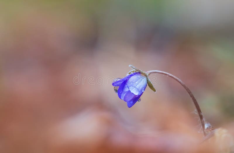 The First Flower Messenger of Spring Hepatica Nobilis Stock Photo ...