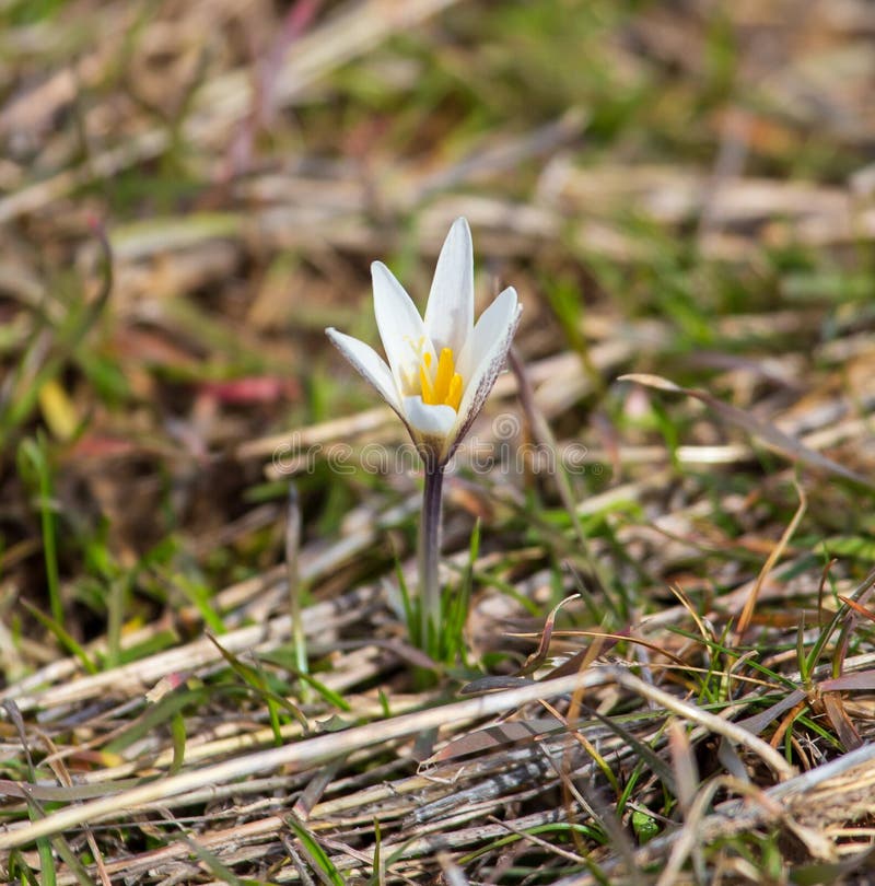 The First Flower in Nature in Spring Stock Photo - Image of seasonal ...