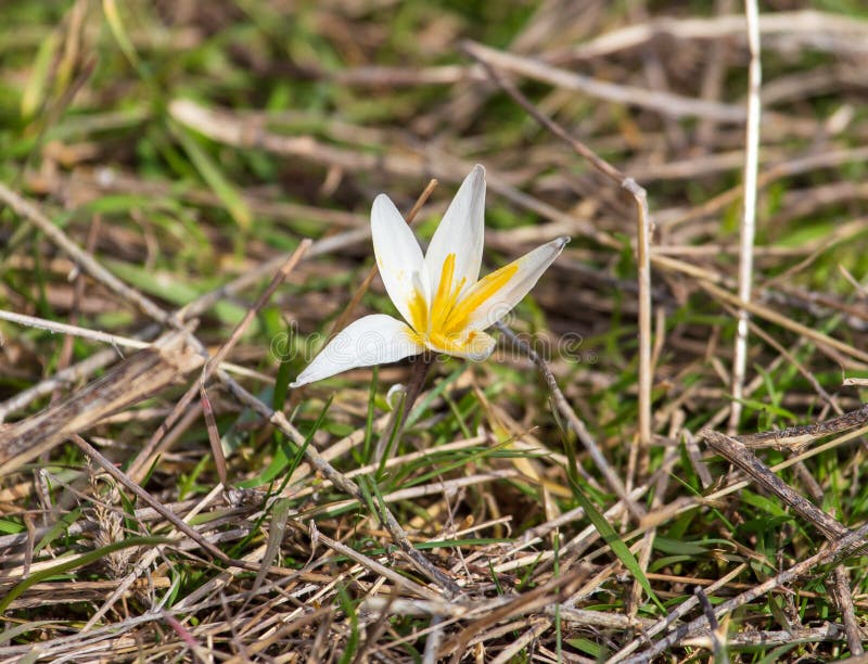 The First Flower in Nature in Spring Stock Photo - Image of closeup ...