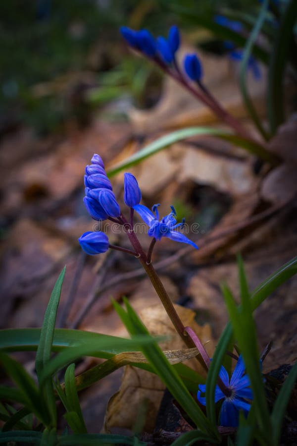 First flower stock image. Image of closeup, spring, beauty - 94625555