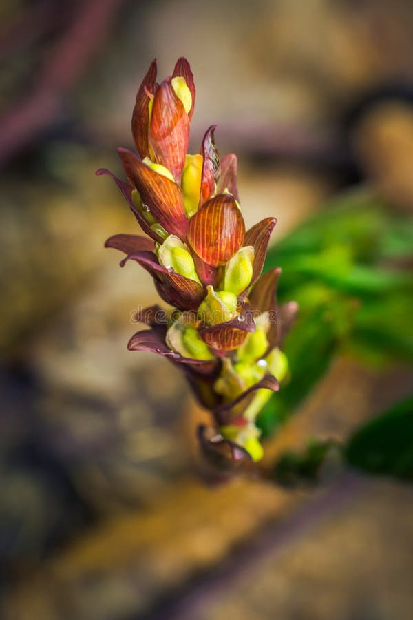First flower stock photo. Image of beauty, early, blue - 94625582