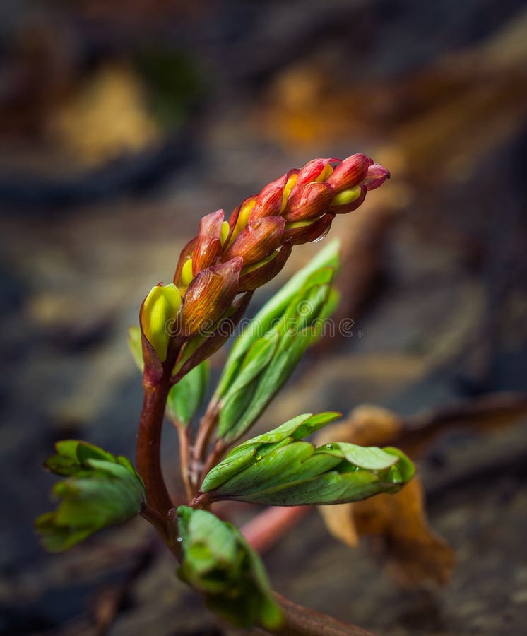 First flower stock image. Image of snow, flower, early - 94625619