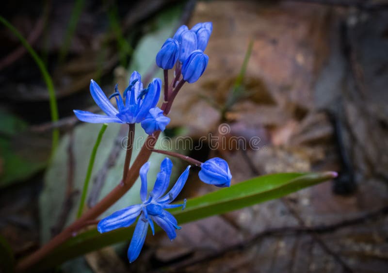 First flower stock image. Image of water, green, early - 94625671