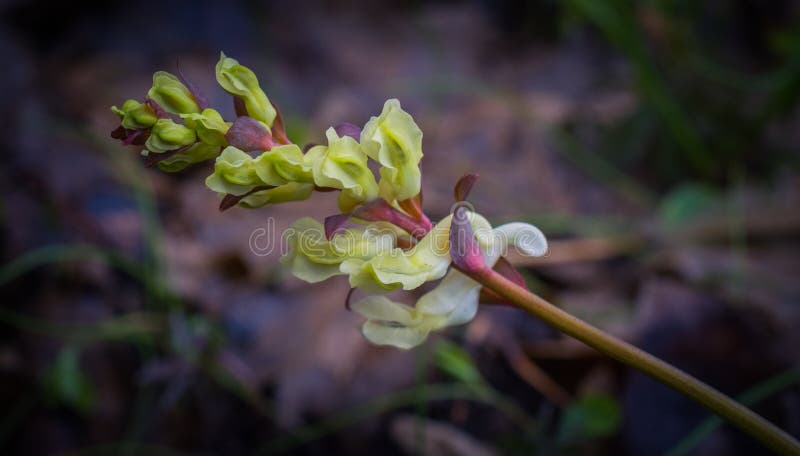 First flower stock photo. Image of blue, season, drop - 94626000