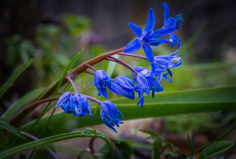 First flower stock image. Image of white, nature, early - 94626127