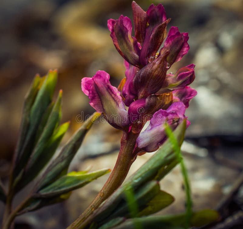 First flower stock image. Image of beauty, pink, water - 94626157