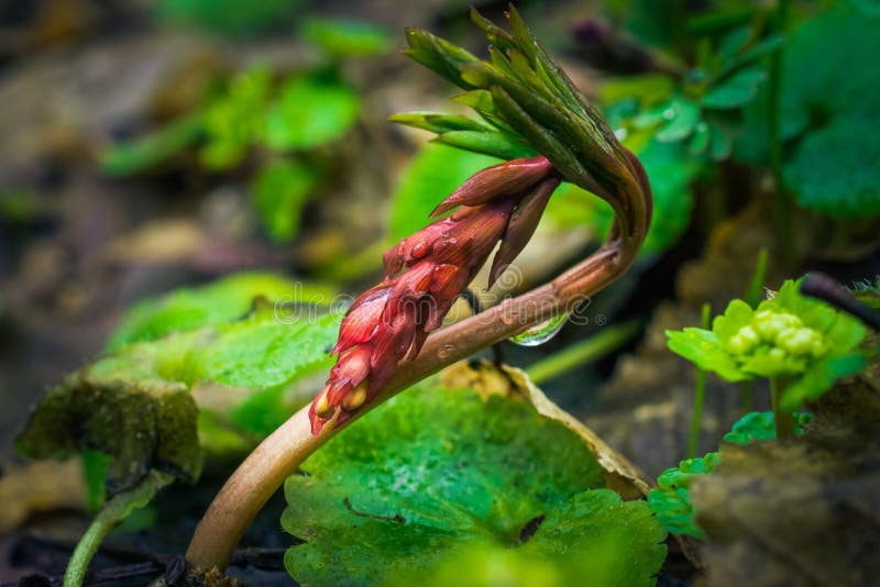 First flower stock photo. Image of blue, nature, plant - 94626240