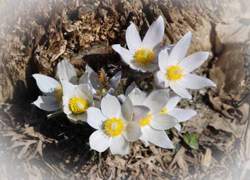 First Flower Prairie Spring Crocus Stock Image - Image of spring ...