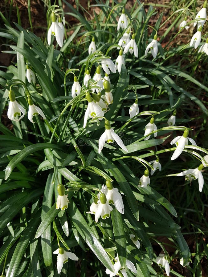 First flower in spring stock photo. Image of spring - 176370806