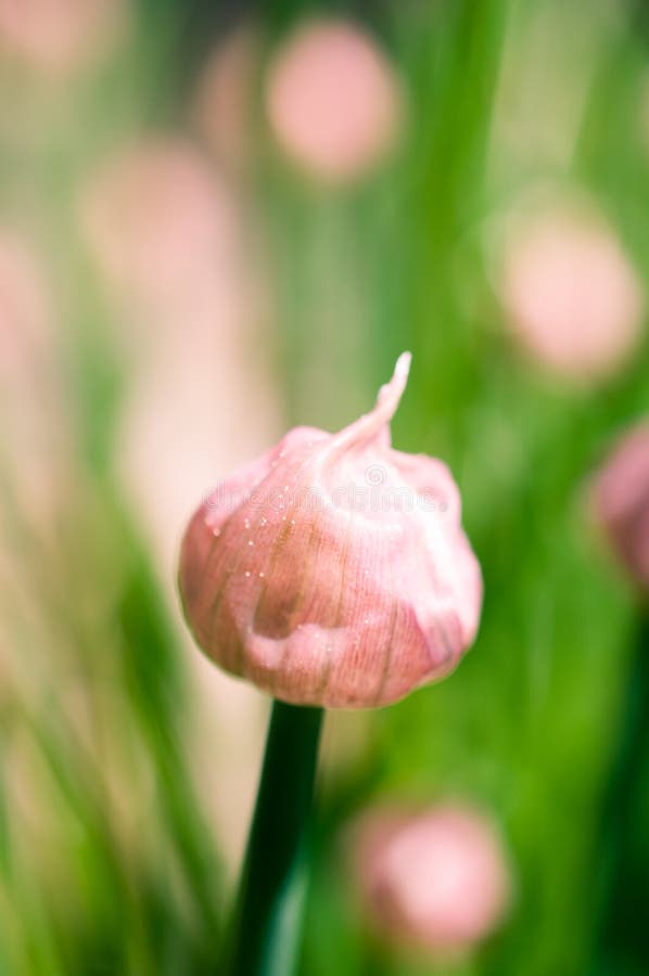 Spring comes stock photo. Image of nature, chive, spring - 152958726