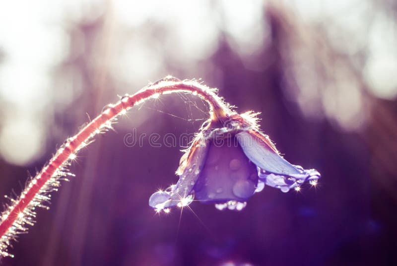 The first flower of spring stock photo. Image of large - 179428762