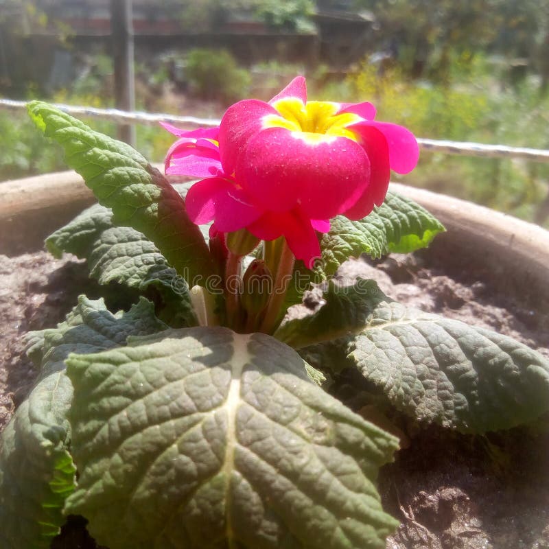 First Flower of the year stock image. Image of plant - 177368263