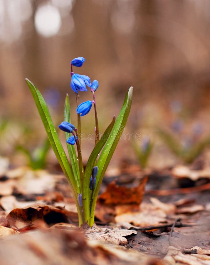 First flowers stock photo. Image of leaf, firrst, sunlight - 13761450