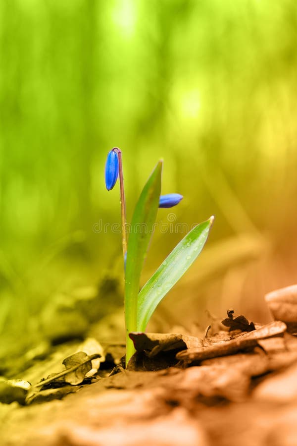 First flowers stock image. Image of freshness, leaf, flower - 13761477