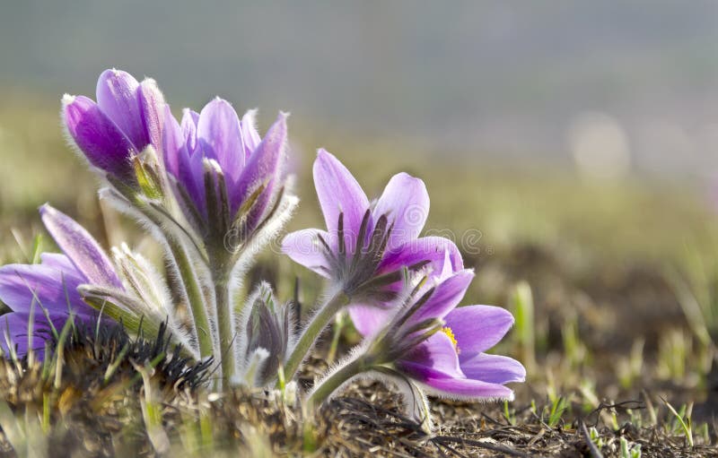 Spring, new life stock image. Image of hope, tender - 113176159