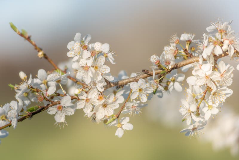 First Flowers on a Tree in Early Spring Stock Image - Image of nature ...