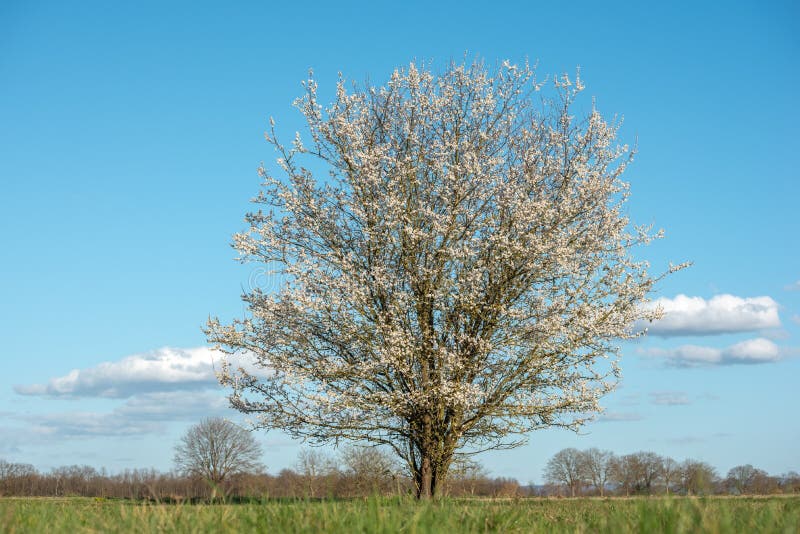 First Flowers on a Tree in Early Spring Stock Photo - Image of ...