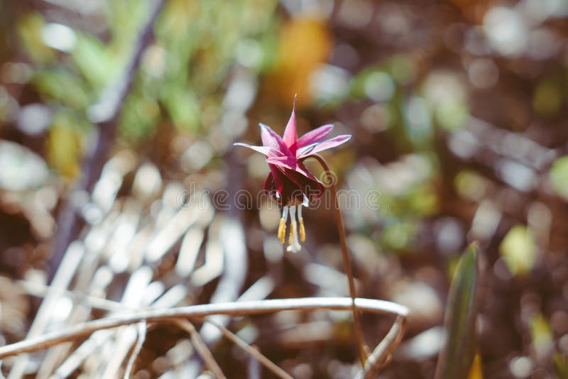 The First Flowers Bloom in Spring Stock Photo - Image of small, flower ...