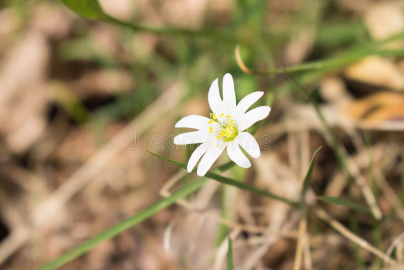 The First Flowers Bloomed in the Forest Stock Image - Image of flower ...