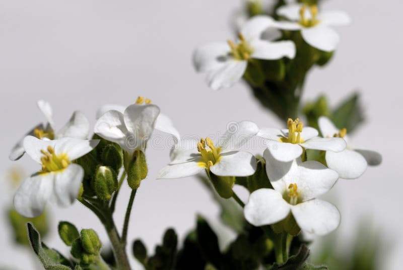 First Flowers Bloomed in the Garden in Early Spring Stock Photo - Image ...