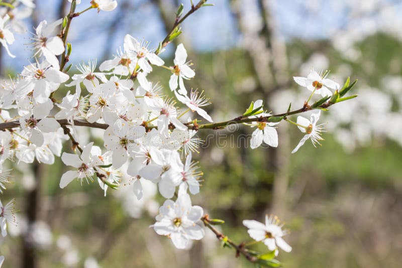 The First Flowers Bloomed in the Garden Stock Photo - Image of nature ...