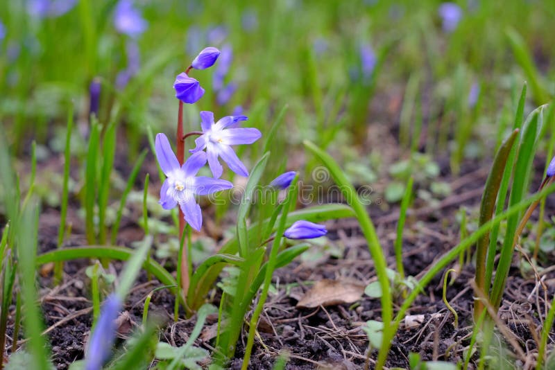 The First Flowers are Blue Snowdrops. Stock Image - Image of spring ...