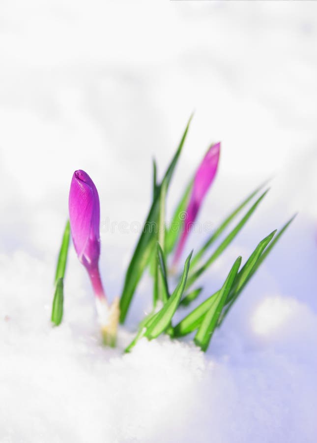 First flowers crocus stock image. Image of beautiful, daisy - 7847985